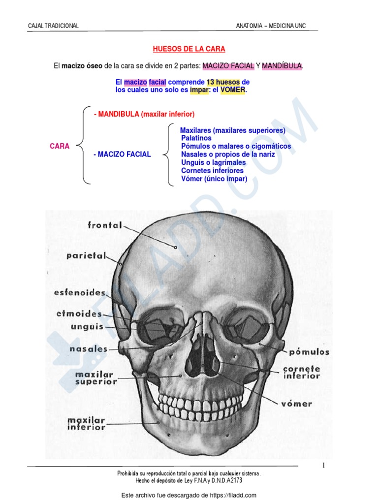 Anatomía del Macizo Facial y Maxilar | PDF | Anatomía humana | Cabeza y ...