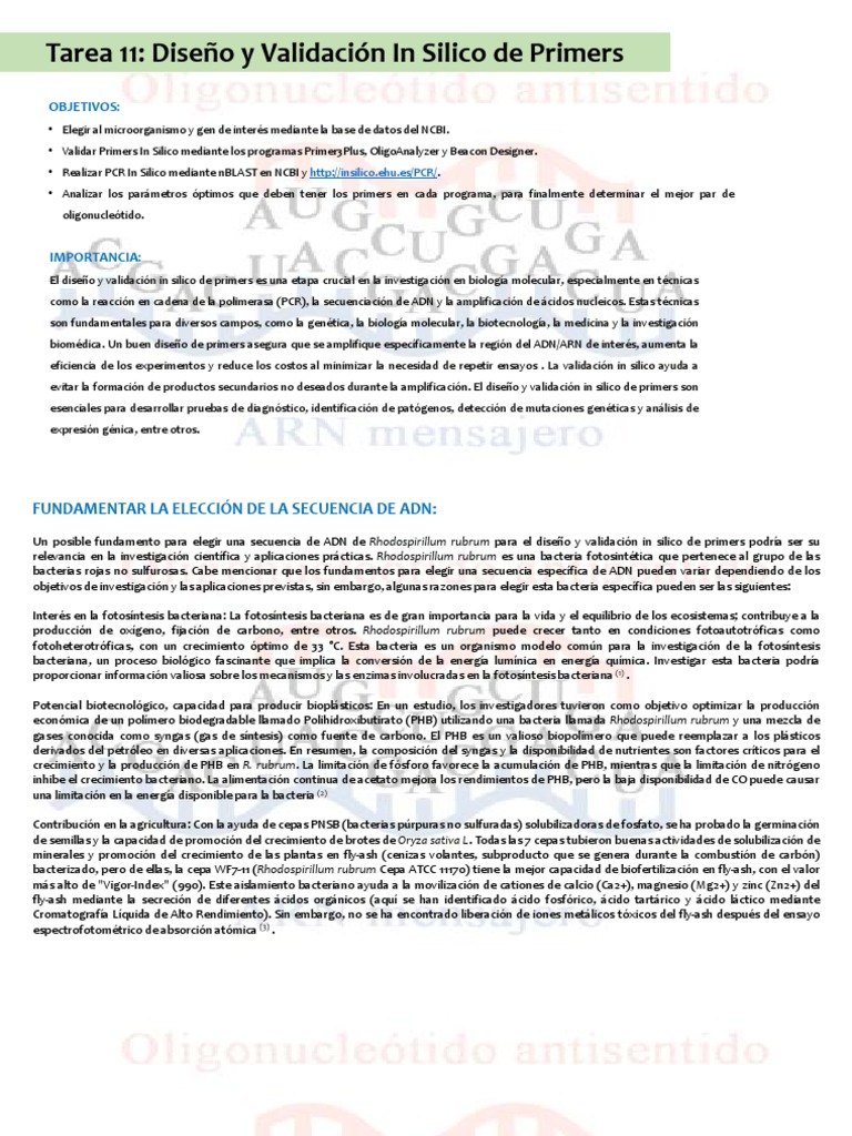 Tarea 11-Diseño y Validación in Silico de Primers | PDF | Primer (Biología Molecular) | Reacción ...
