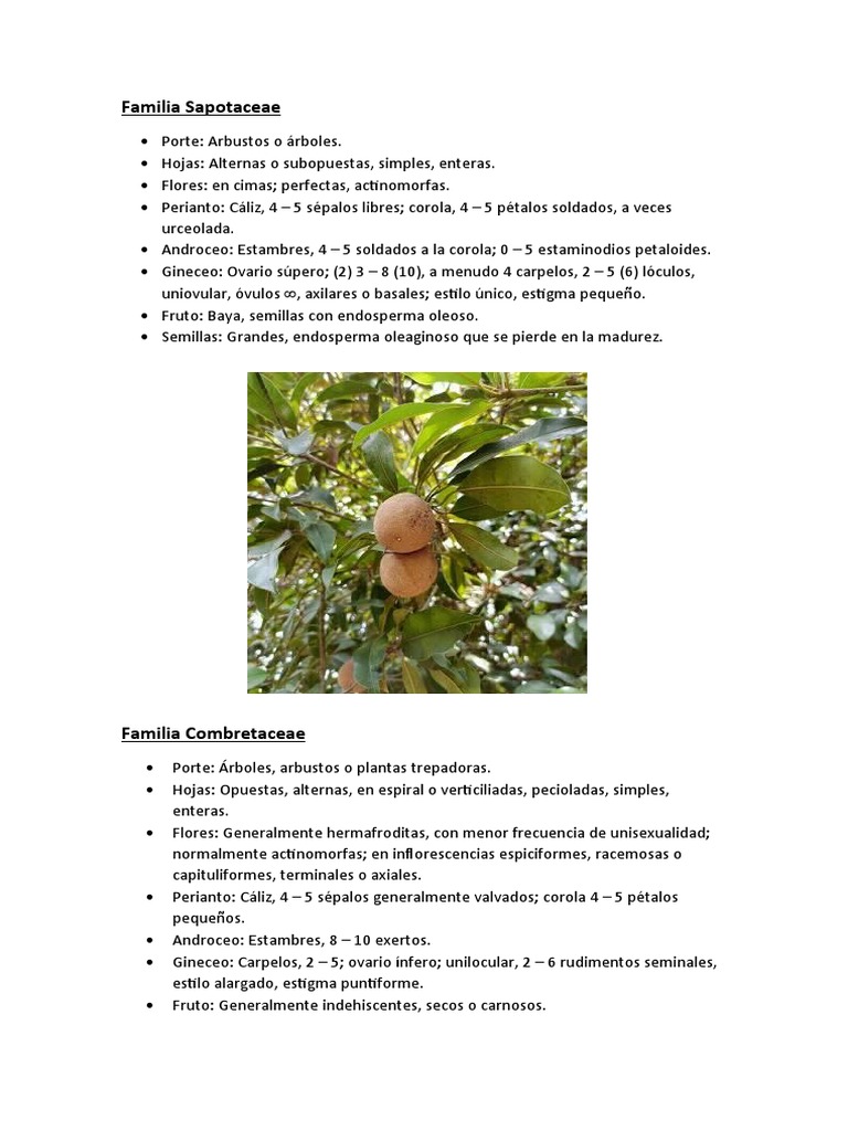 Familia Sapotaceae y Combretaceae | PDF