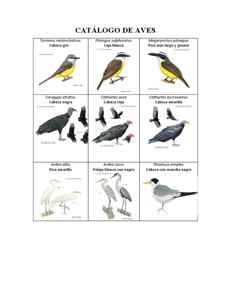Catálogo de Aves | PDF | Aves holarctic | Aves