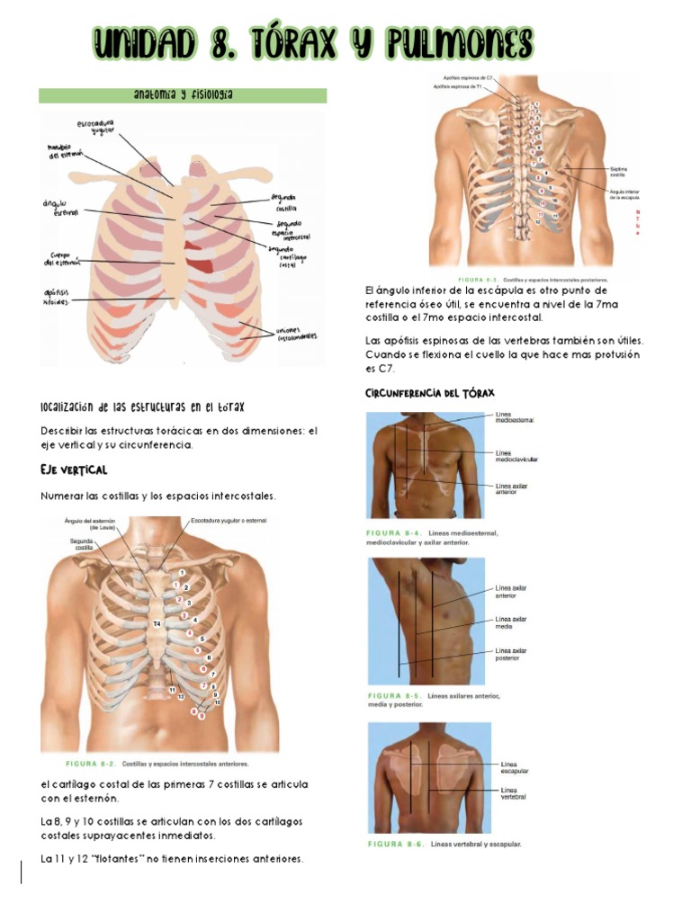 Anatomía y Fisiología del Tórax | PDF | Tos | Pulmón