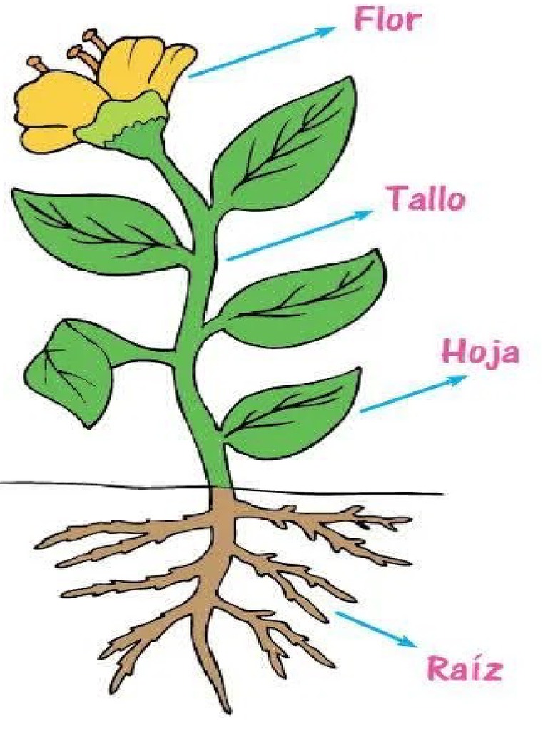 Imagenes de Planta | PDF