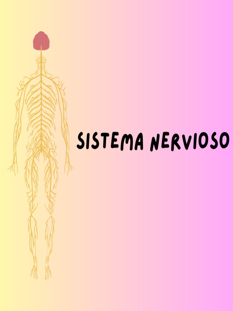 Sistema Nervioso | PDF