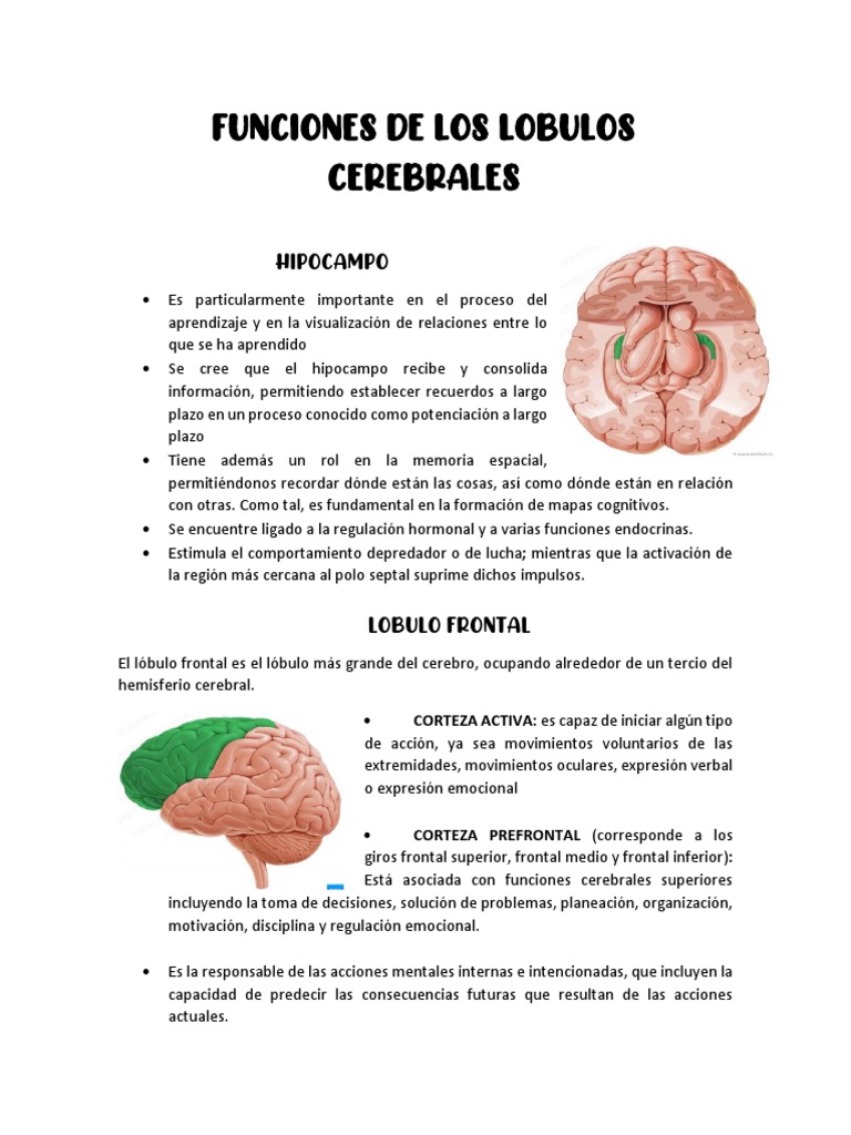 Funciones De Los Lobulos Cerebrales Pdf