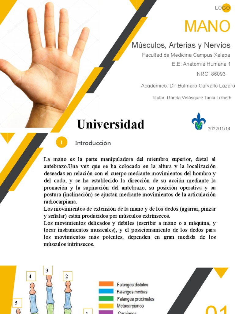 Anatomía y Función de la Mano | PDF | Mano | Anatomía