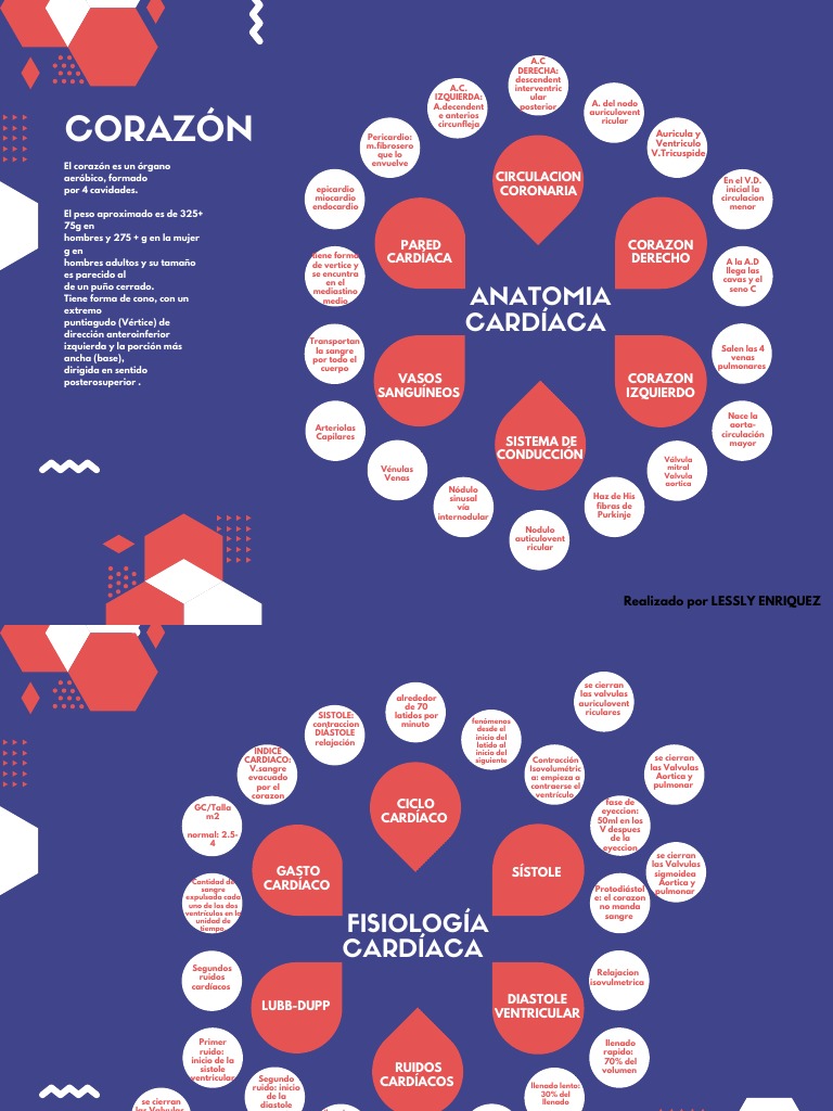 Mapa Mental CARDIO | PDF | Corazón | Sistema circulatorio