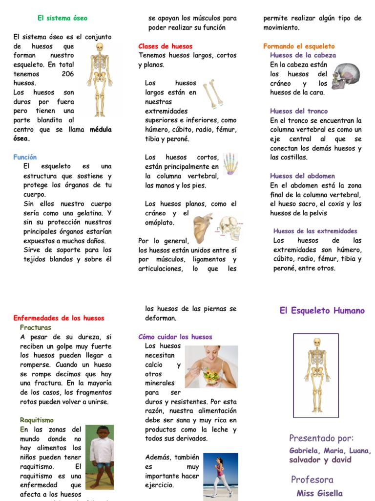 Esqueleto Pdf Esqueleto Hueso