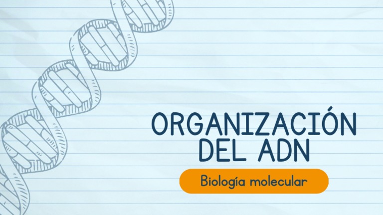 Organizacion Del Adn Clase | PDF