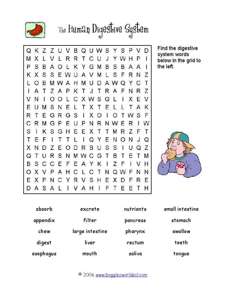 Digestive System Word Search | PDF | Science & Mathematics
