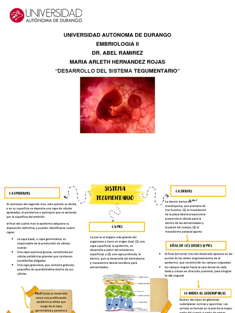 Embriologia Mapa | PDF