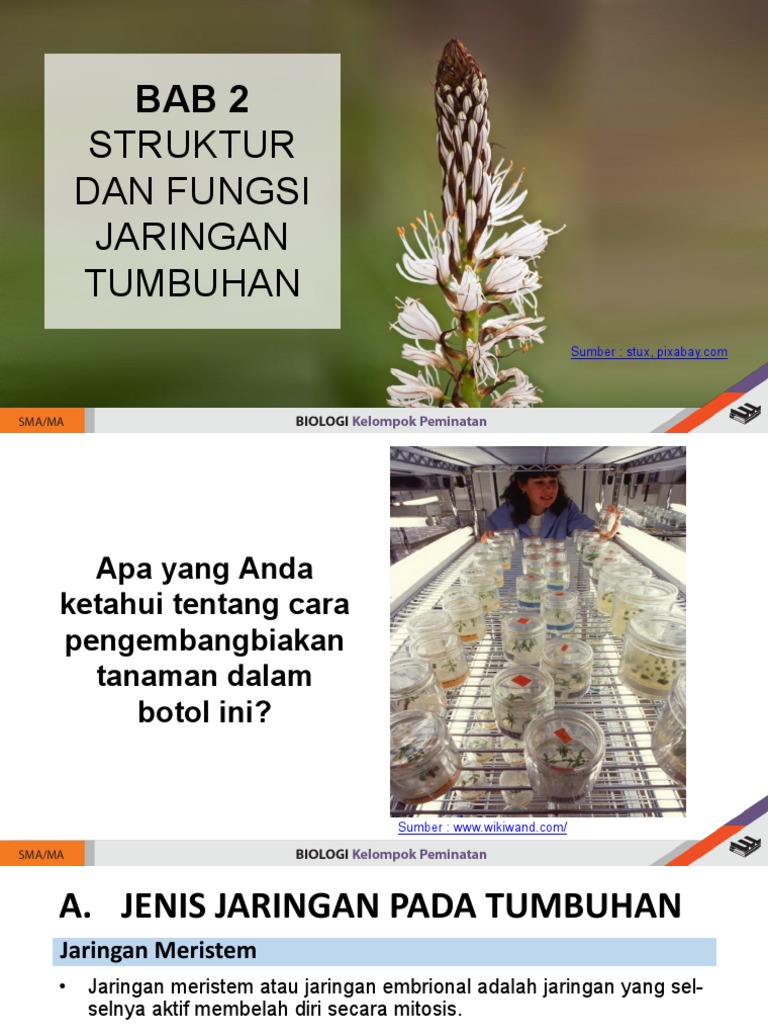 Biologi Klas XI BAB 2 - STRUKTUR Dan Fungsi Jaringan Tumbuhan | PDF | Griya & Taman | Kesehatan ...