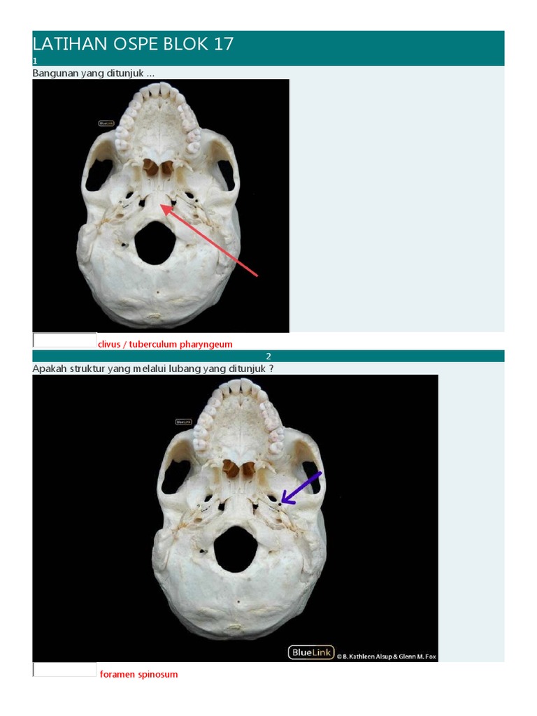 Latihan Soal Anatomi Blok 17 | PDF