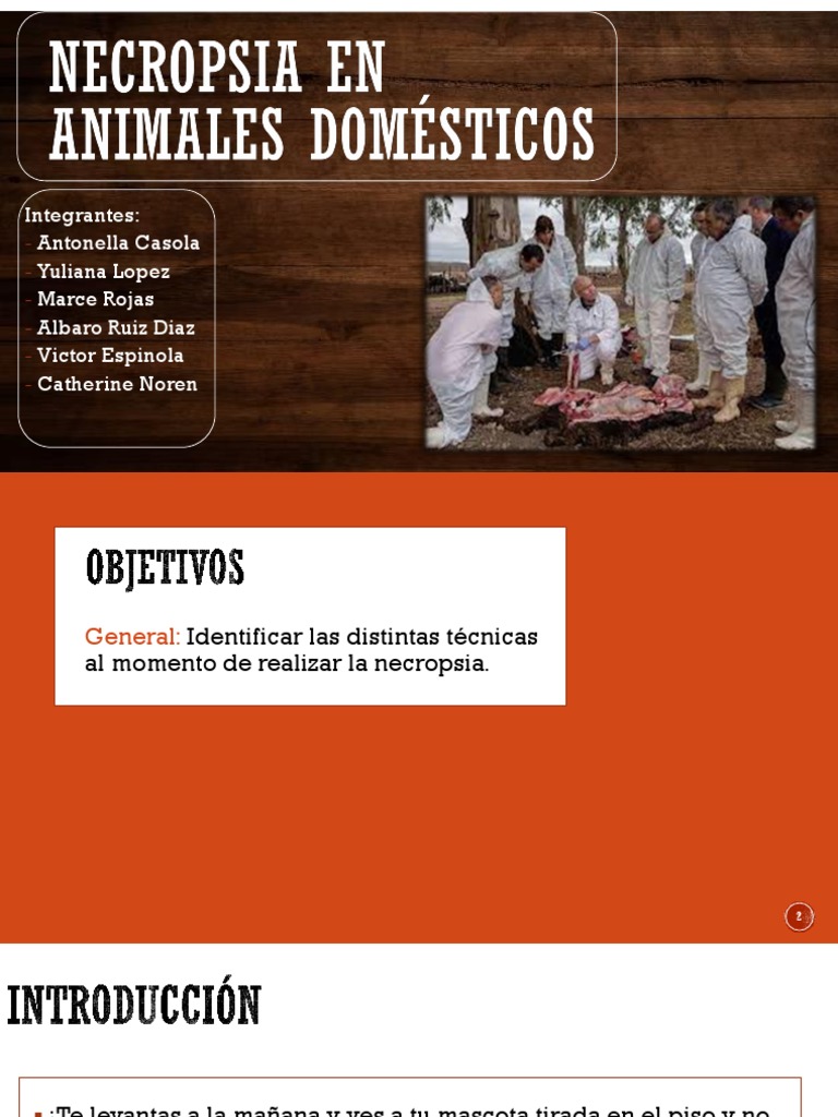 Necropsia - PPT Anatomia Patologica | PDF | Tórax | Abdomen