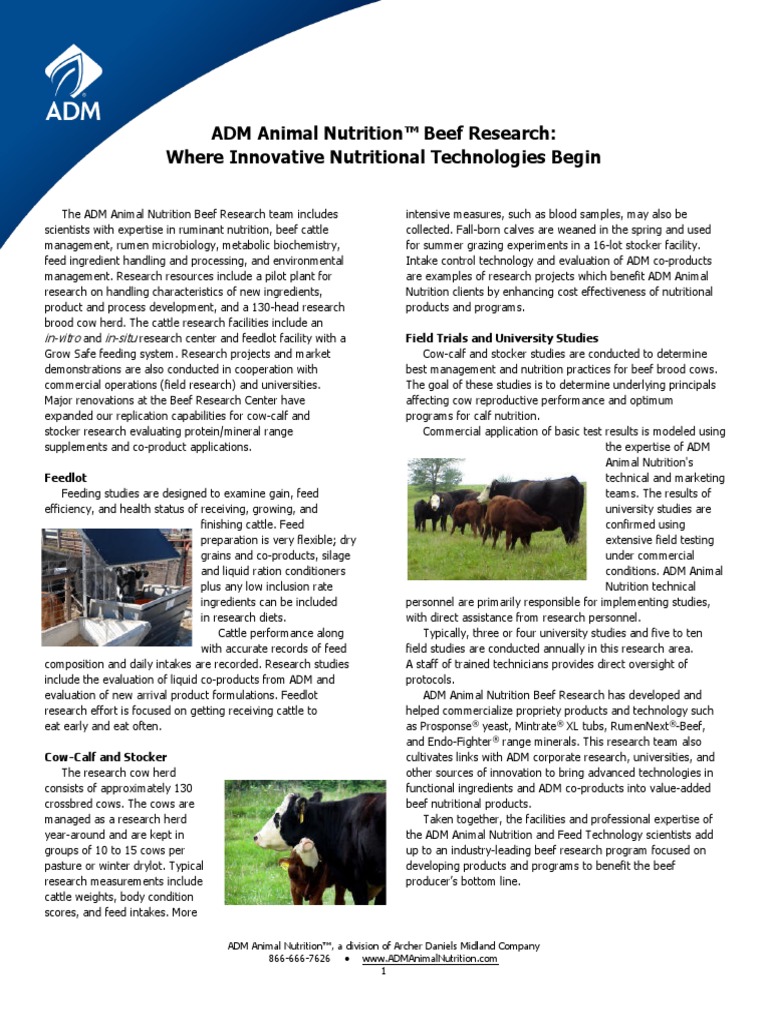 AN Beef Research - FINAL - 081816 | PDF | Cattle | Agriculture