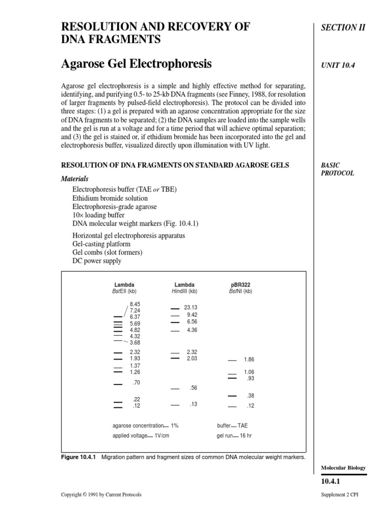ETBR and Electrophoresis Protocol | PDF | Agarose Gel Electrophoresis ...