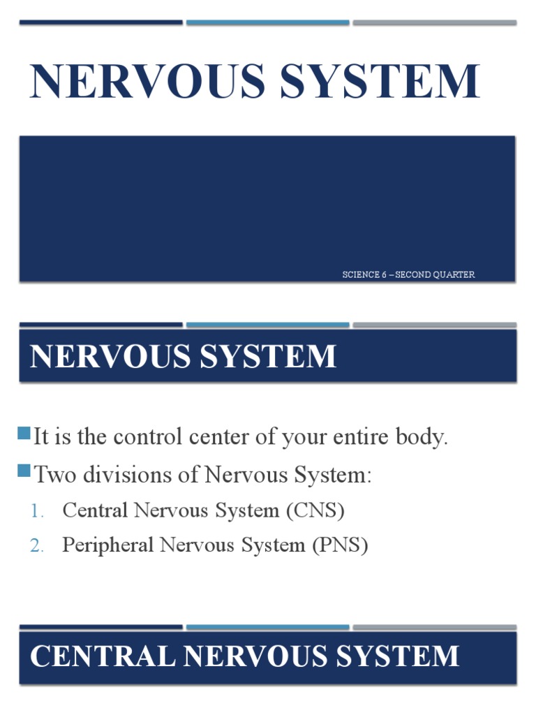 Nervous System | PDF