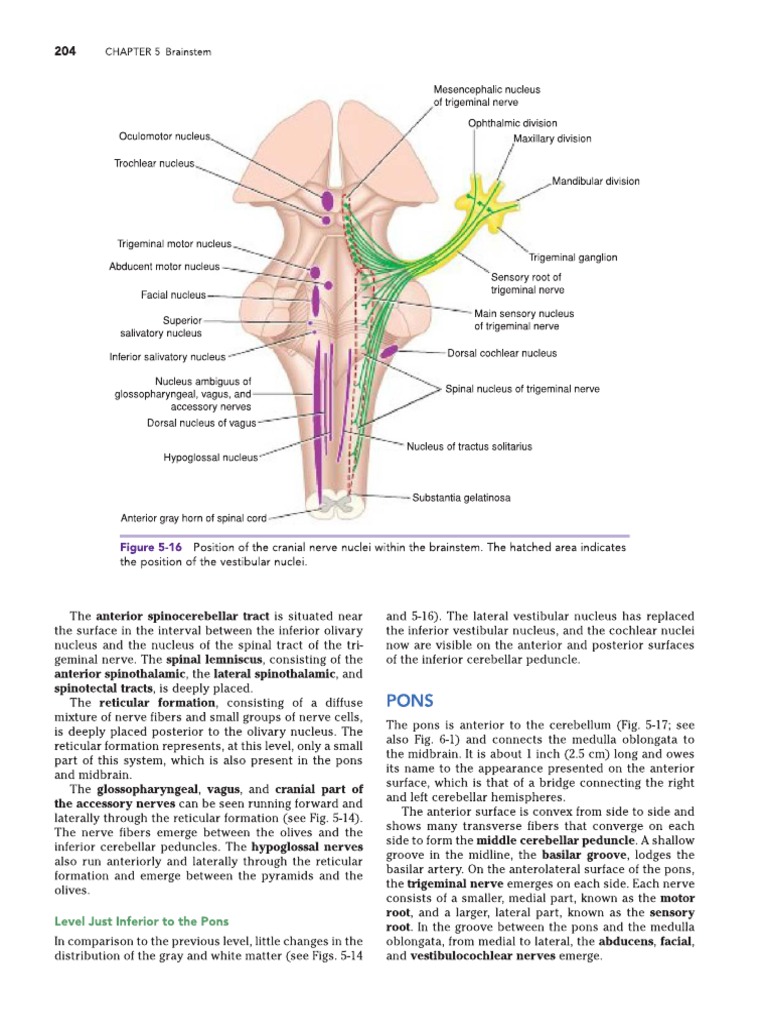 Snell's Clinical Neuroanatomy Chapter Pons | Download Free PDF | Brainstem | Cerebellum