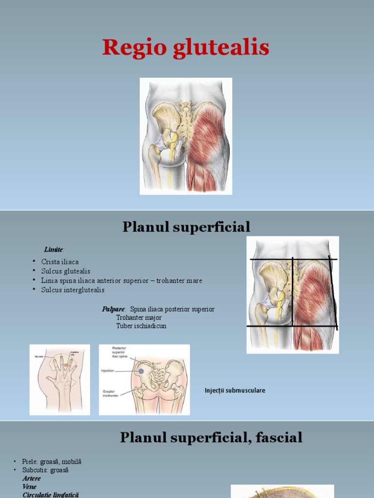 Regiunea Gluteala - Regiunea Femurala Posterioara - Regiunea Poplitee | PDF