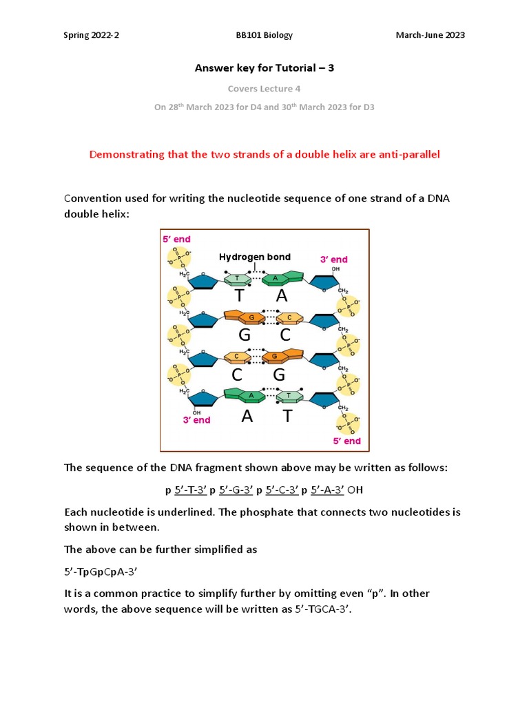 Tutorial03 - Answer Key | PDF