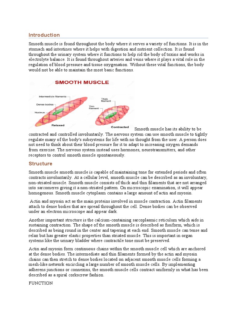 Smooth Muscles | PDF