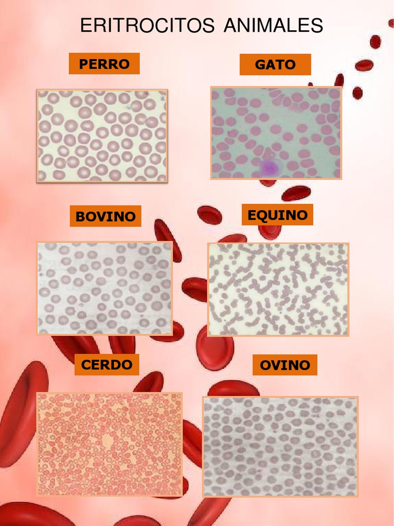 Eritrocitos Animales | PDF | Animales y humanos | Domesticación