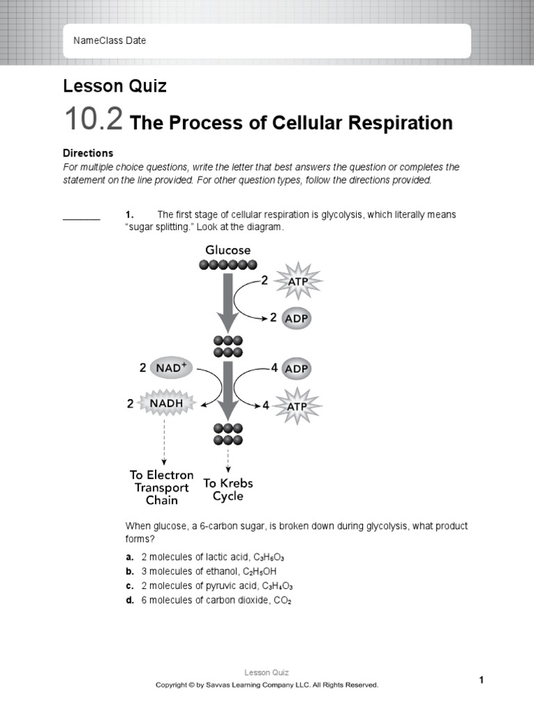 BIO CH10 L02 Quiz | PDF | Cellular Respiration | Adenosine Triphosphate
