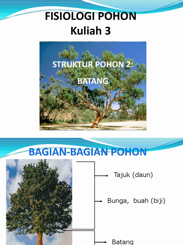 Handojo 3 Struktur Pohon 2 - Batang | PDF