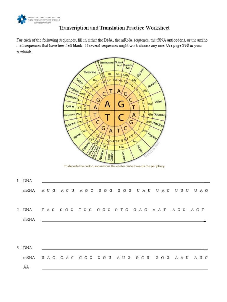 Transcription and Translation Practice Worksheet Y9 Bio | PDF | Science ...