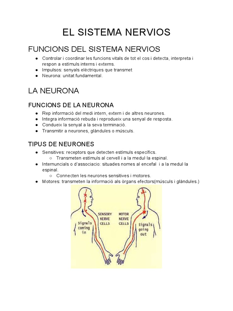 Sistema Nervios | PDF