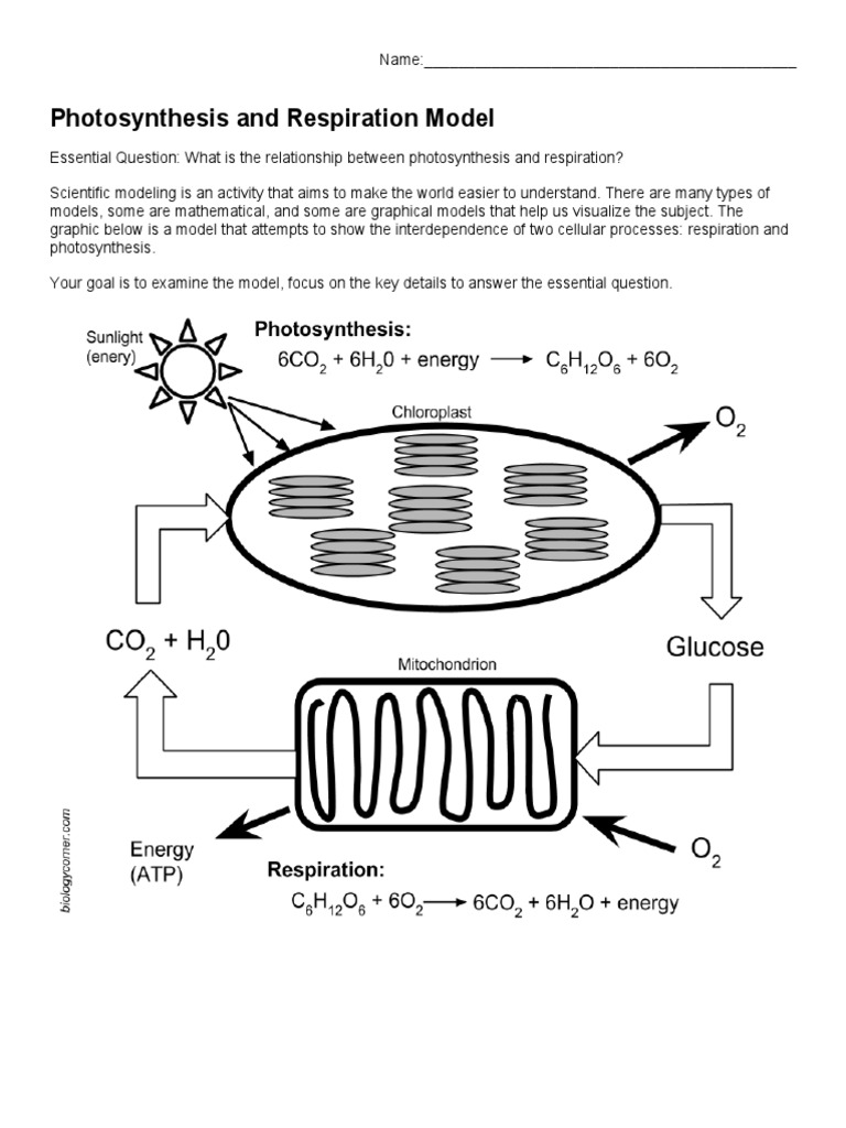Photosynthesis and Respiration Model | PDF
