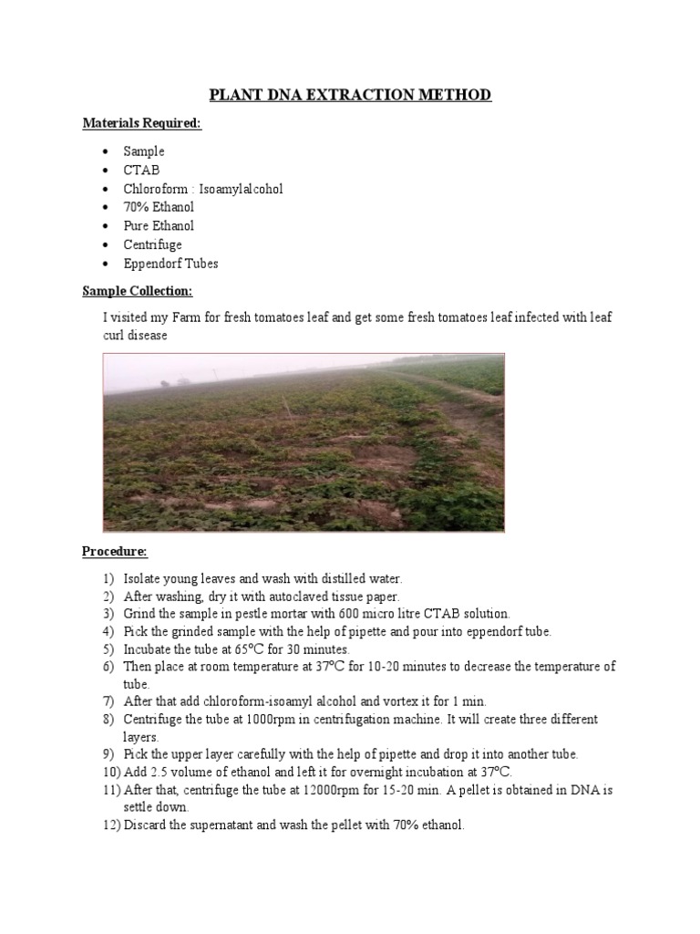 Plant Dna Extraction Method | PDF