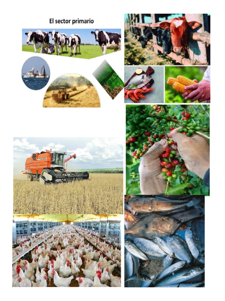 Sector Primario | PDF