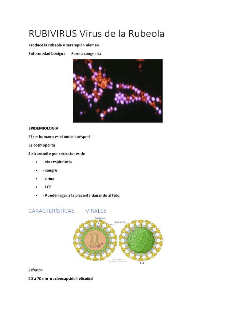 RUBIVIRUS Virus de La Rubeola | PDF | Virus | Inmunología