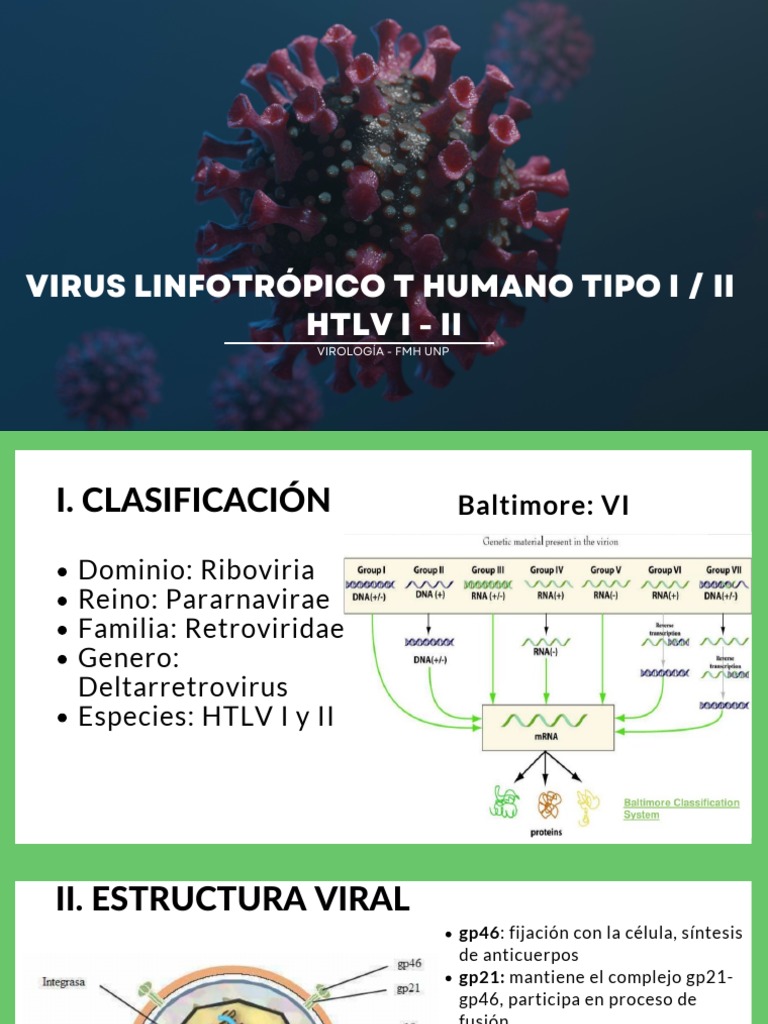 Virus HTLV I y II: Estructura y Epidemiología | PDF