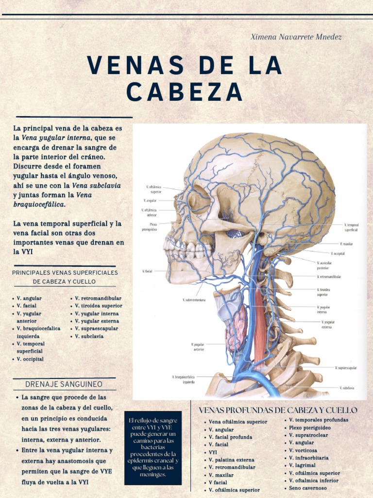 Vena Yugular Externa