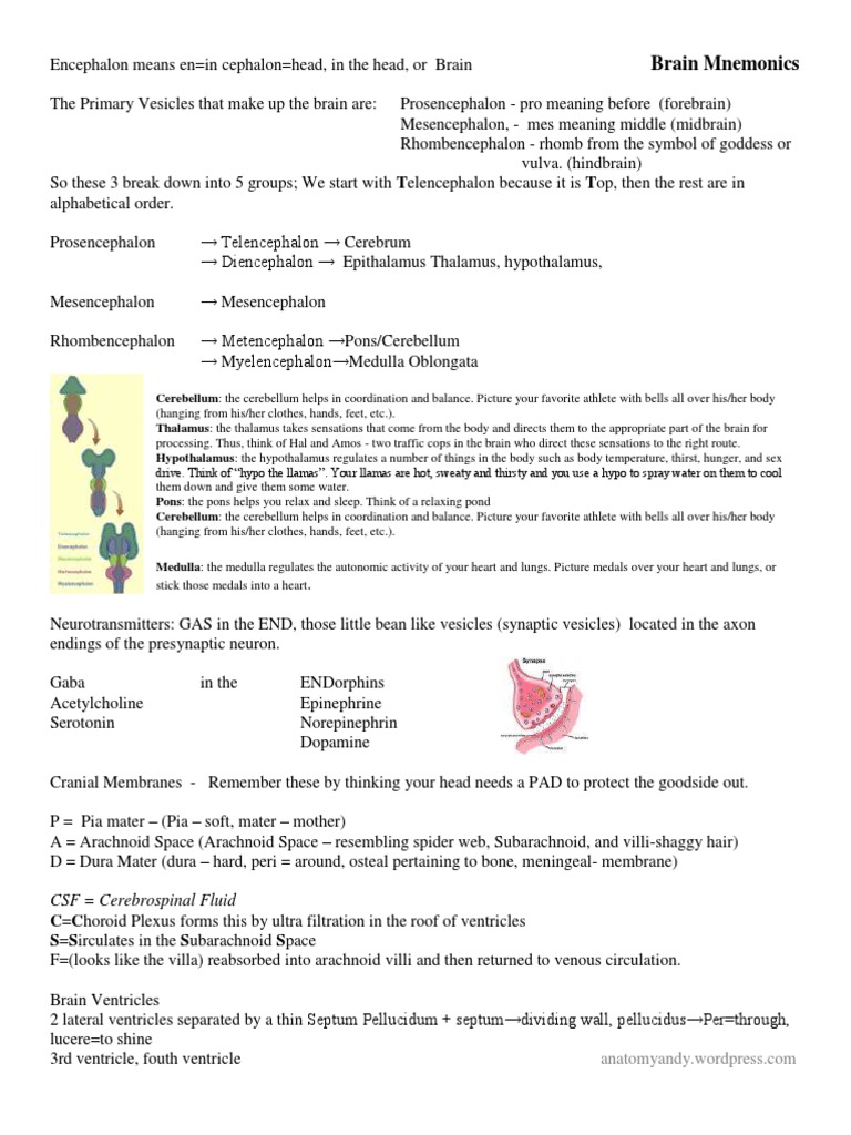 Brain Mnemonics | PDF | Brain | Anatomy