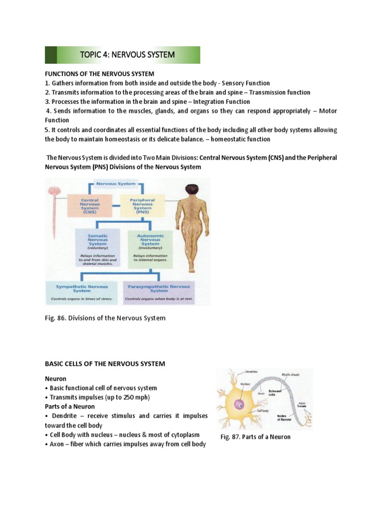 Anaphy - Lesson 4 - Topic 4 and 5 | PDF | Heart | Ear