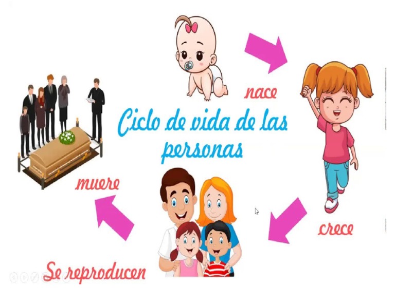 Ciclo de Vida Del Humano | PDF