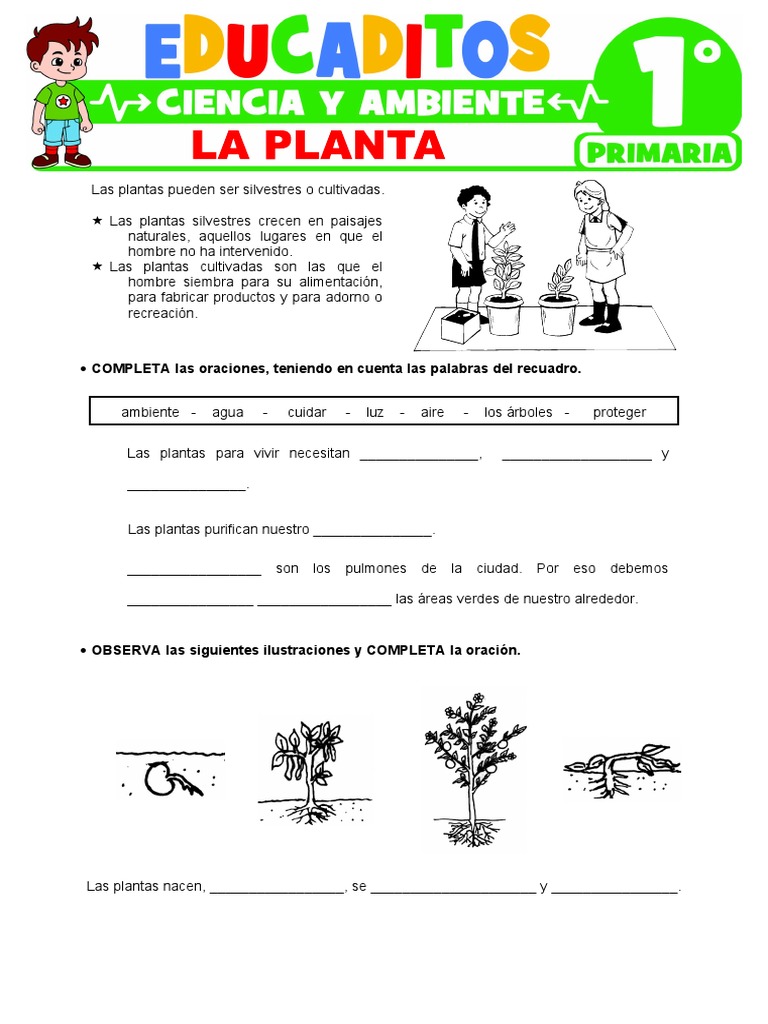 Oraciones sobre plantas para niños | PDF