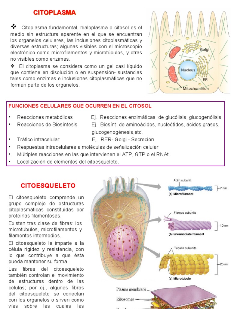 Tema 3 Citoplasma - Citoesqueleto | PDF