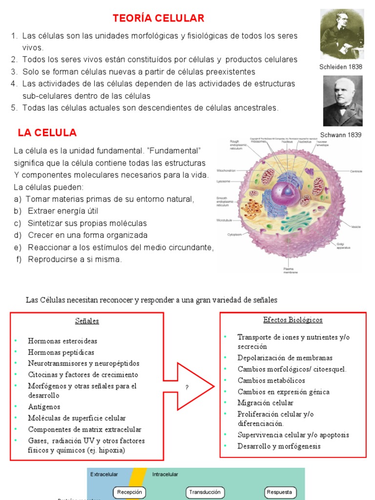 Tema 1 Biologia Celular Generalidades | PDF