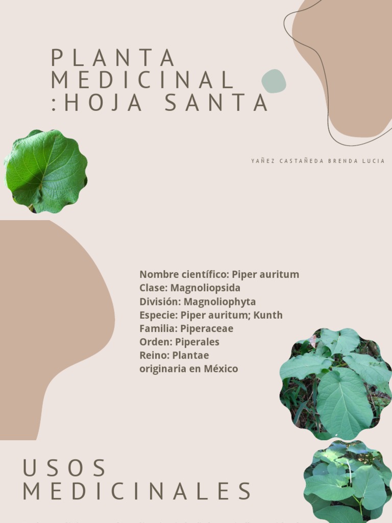 Hoja Santa | PDF | Hogar, jardinería y bricolaje | Salud y bienestar