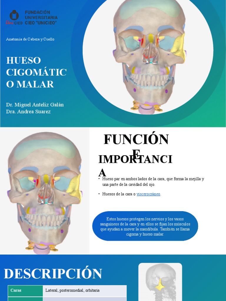 Hueso Cigomatico Malar | PDF | Cara | Anatomía