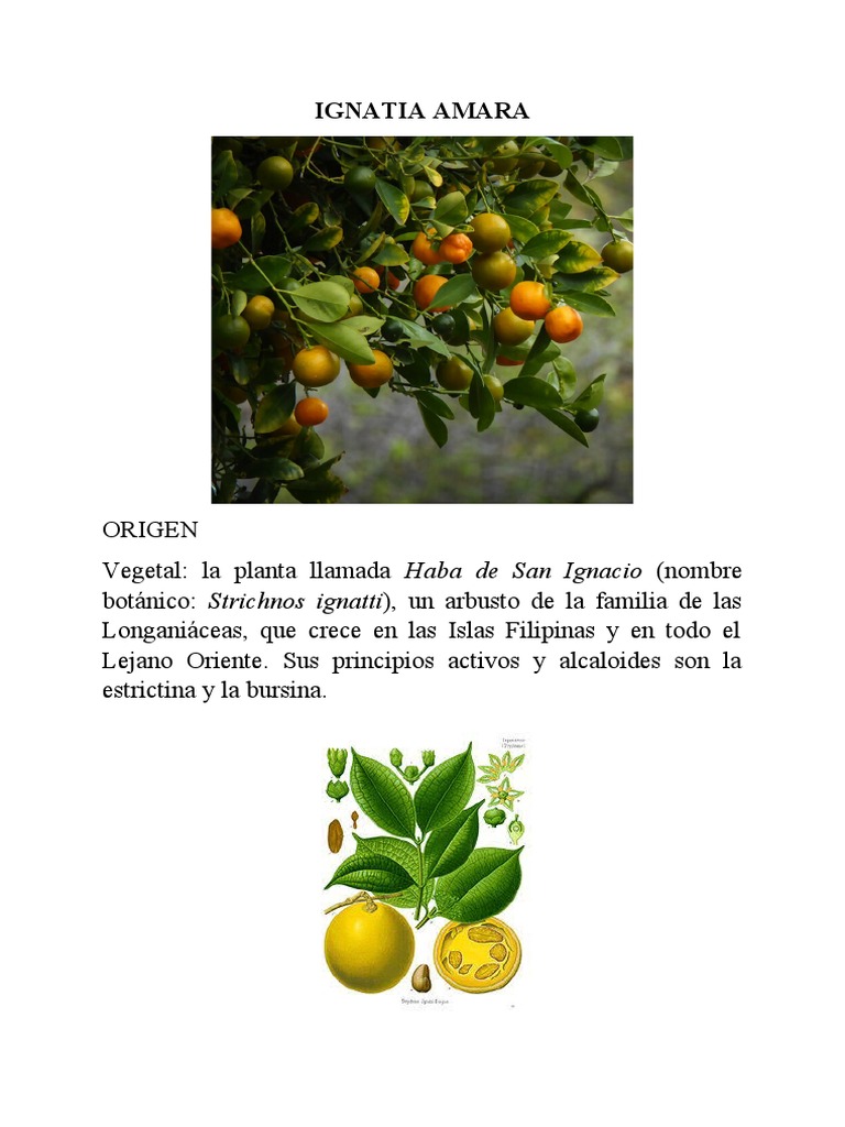 Usos y propiedades de Ignatia Amara | PDF | Medicina CLINICA | Enfermedades y trastornos