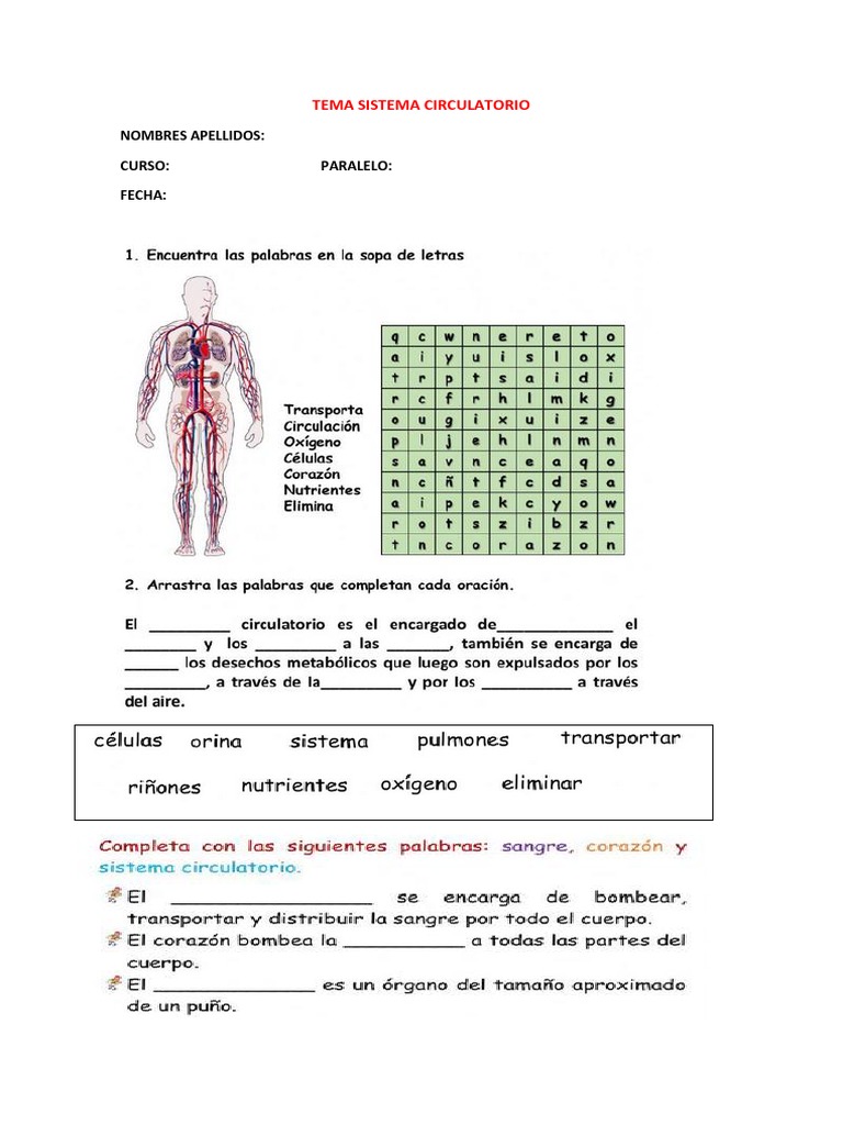 Activiades Del Sistema Circulatorio 10mo. | PDF