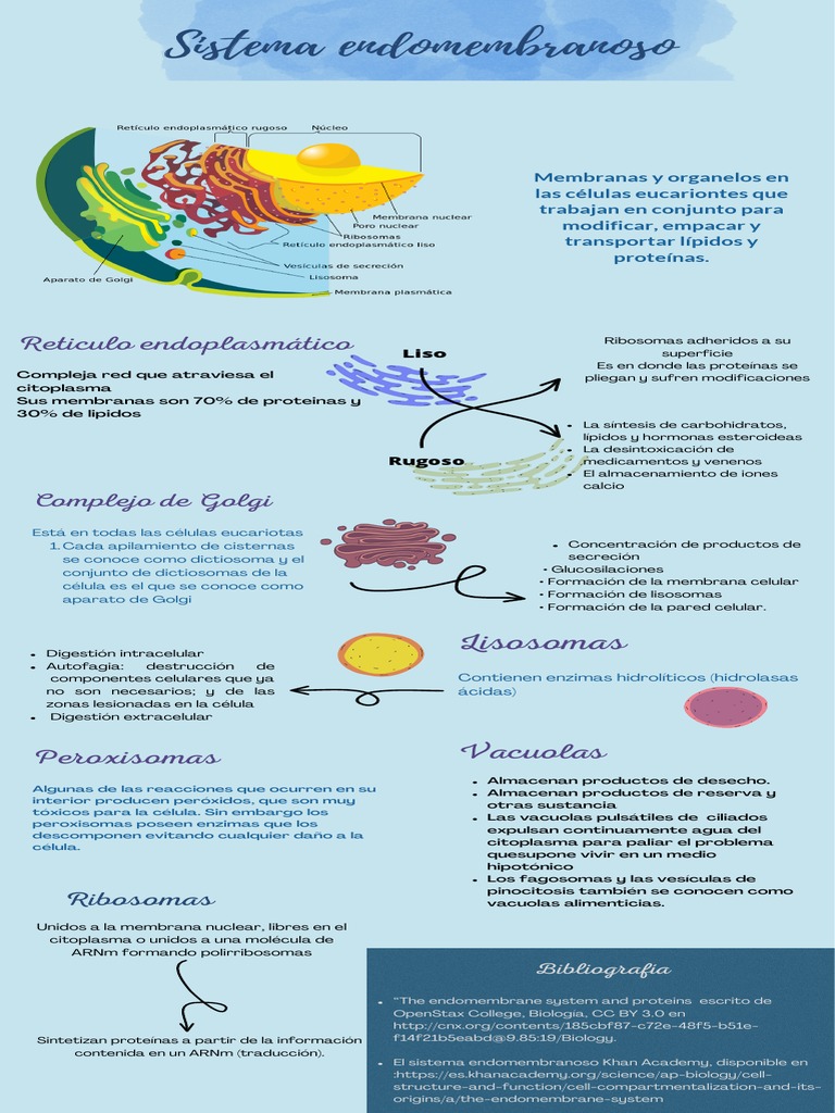 Sistema Endomembranoso Infografía | PDF | Citoplasma | Biología Celular