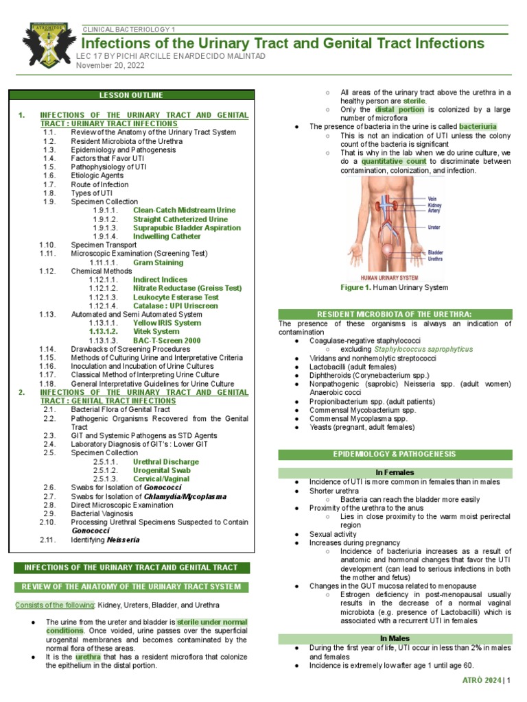 L17 - Infections of The Urinary Tract and Genital Tract Infections ...