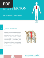 Ángulo de Louis | PDF | Tórax | Anatomía humana