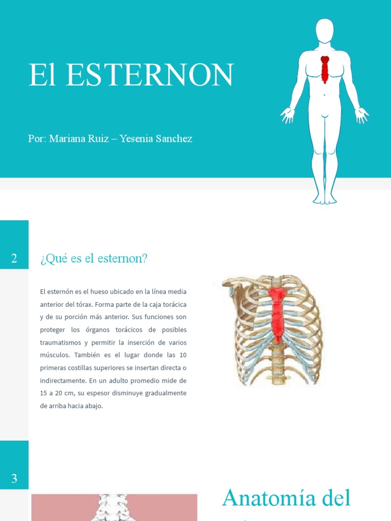 Exposicion de Esternon | PDF