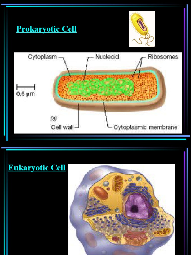 Taxonomy Pdf Taxonomy Biology Evolution